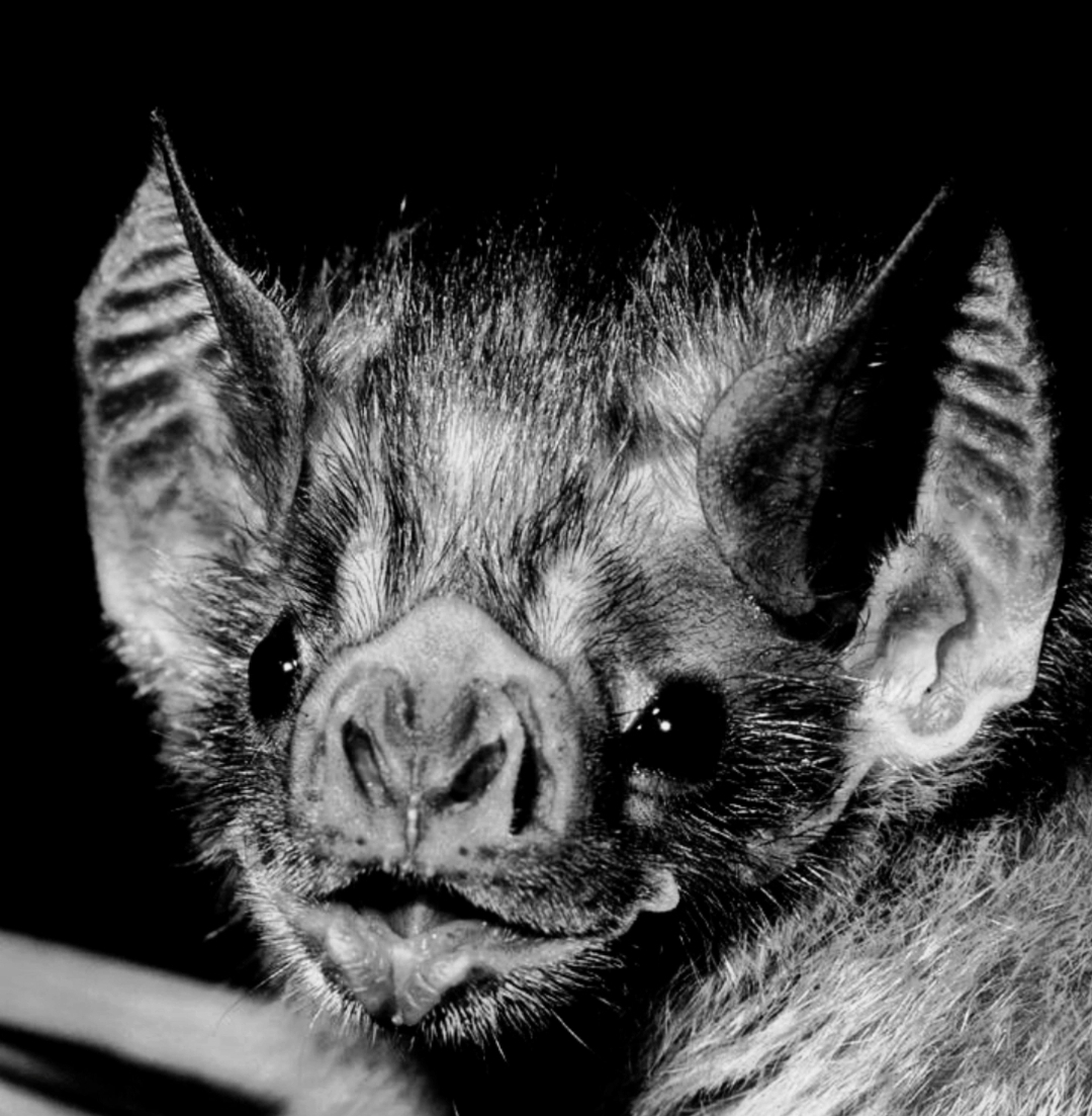 Throne | Bats | My Wishlist
