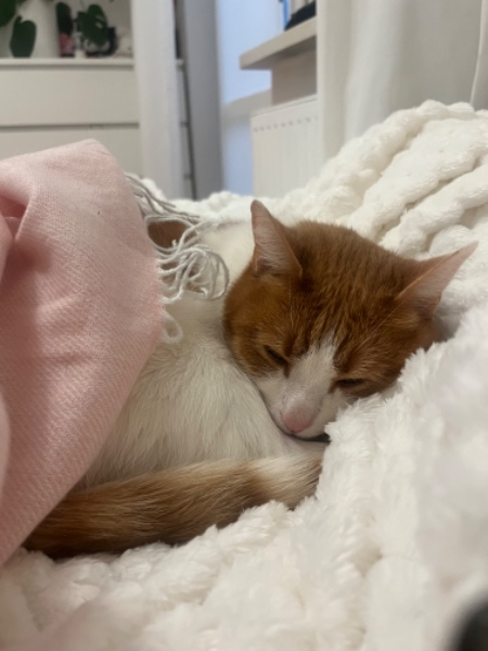 Throne | Kitty | My Wishlist