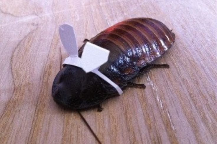 Throne | The Wishlist for Creators | Throne Gifts