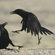 Throne | Crow Dance | My Wishlist