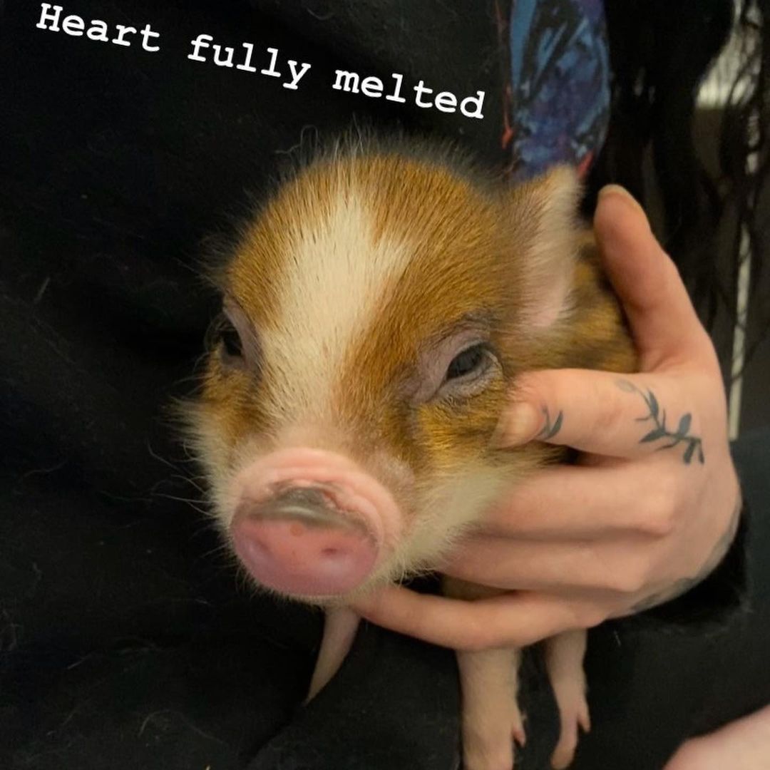 Throne | Mia | My Wishlist