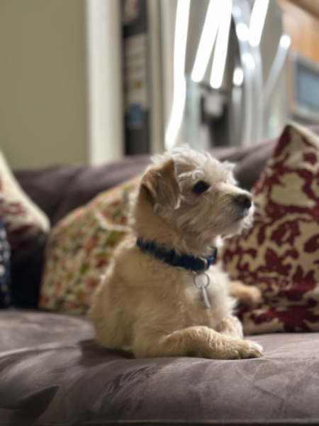 Throne | Gifting | My Wishlist