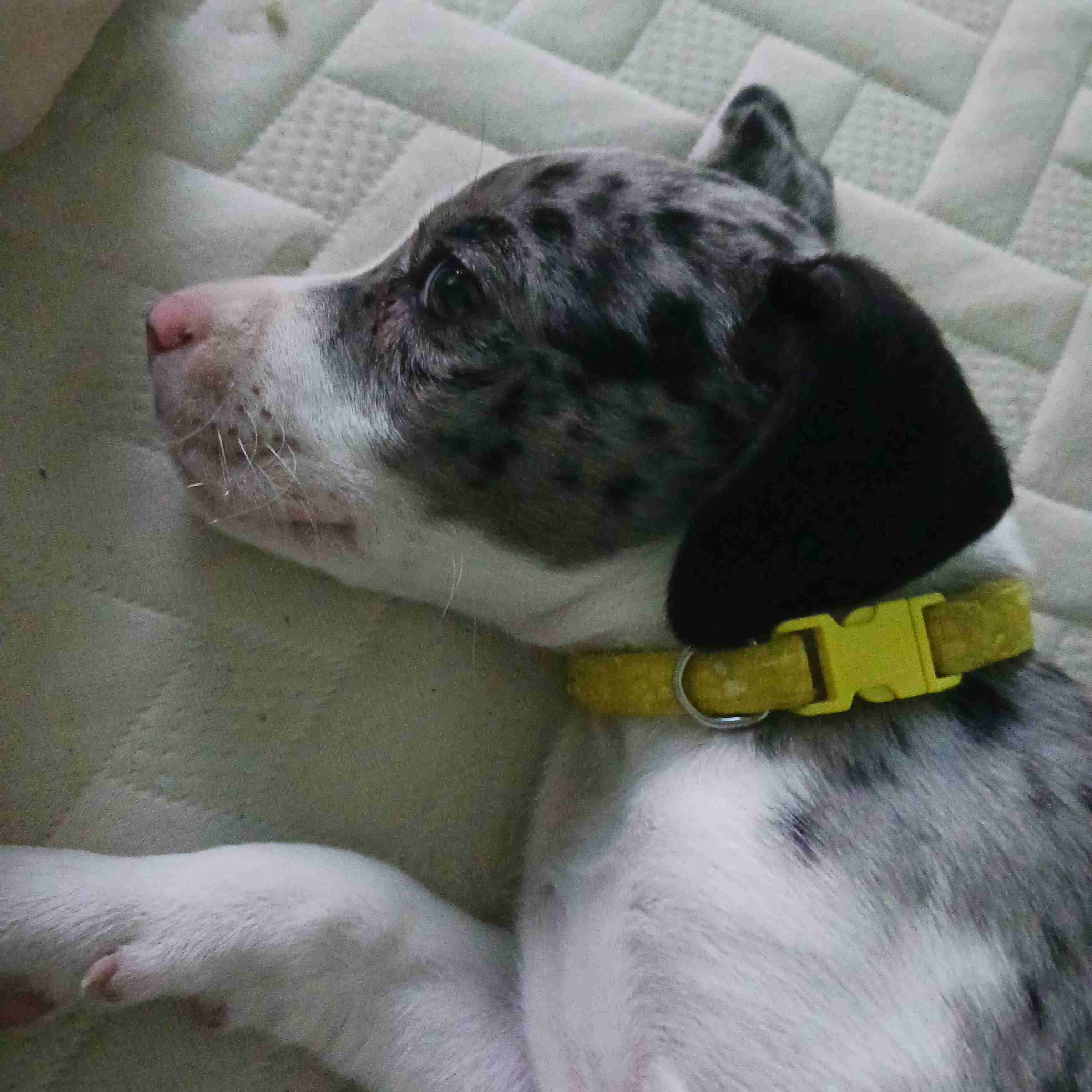 Throne | Kat | My Wishlist