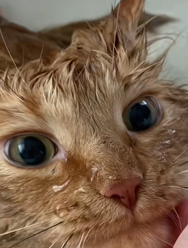 Throne | Ashtyn M | My Wishlist