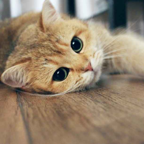 Throne | Kitty | My Wishlist