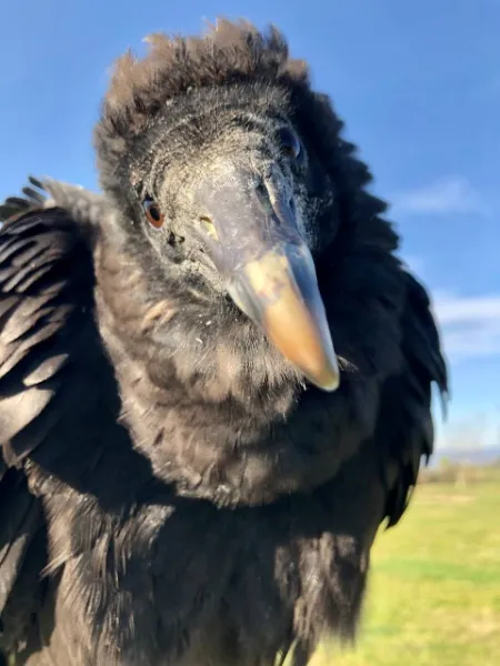 Throne | ArfAxel | My Wishlist