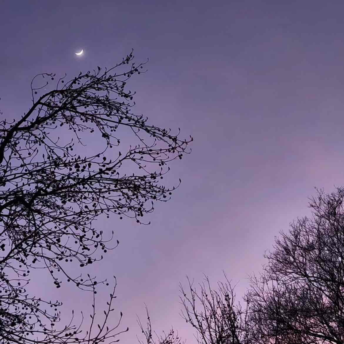 Throne | Lee | My Wishlist