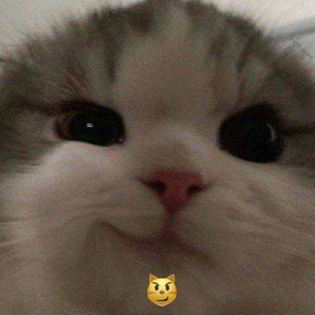 Throne | Luna | My Wishlist