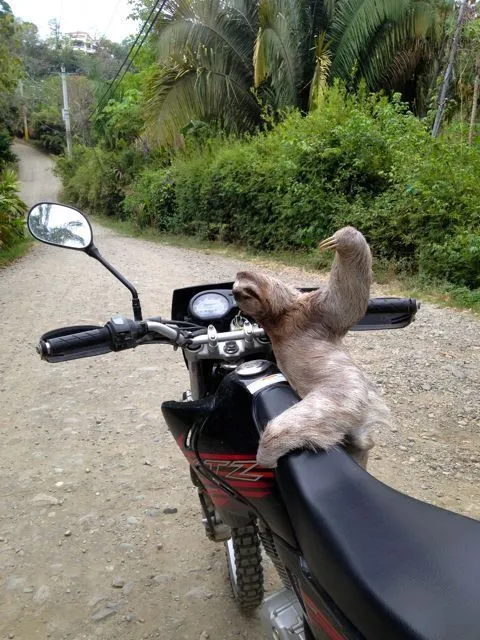 Throne | Digital Sloth | My Wishlist