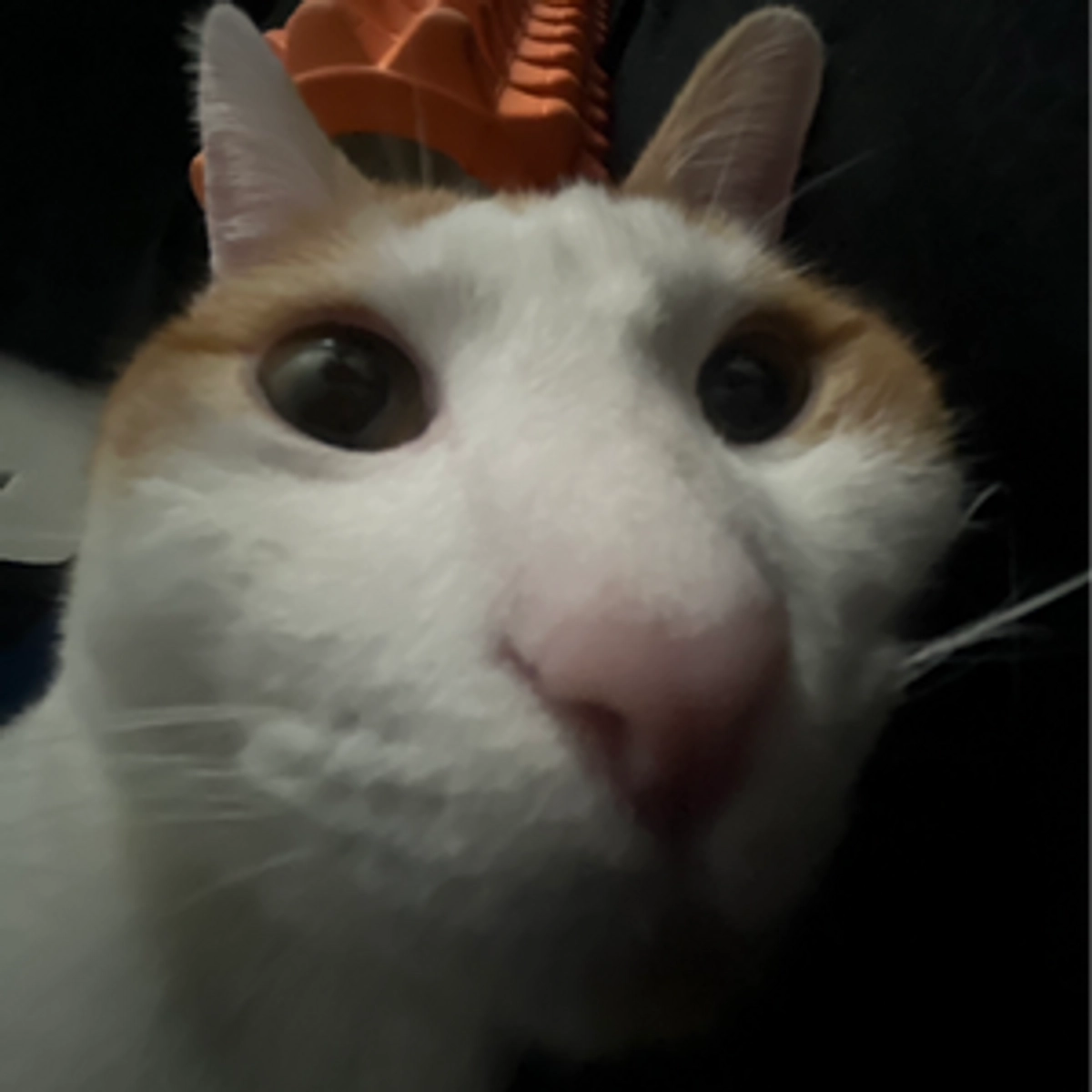 Throne | KennyNotKen | My Wishlist