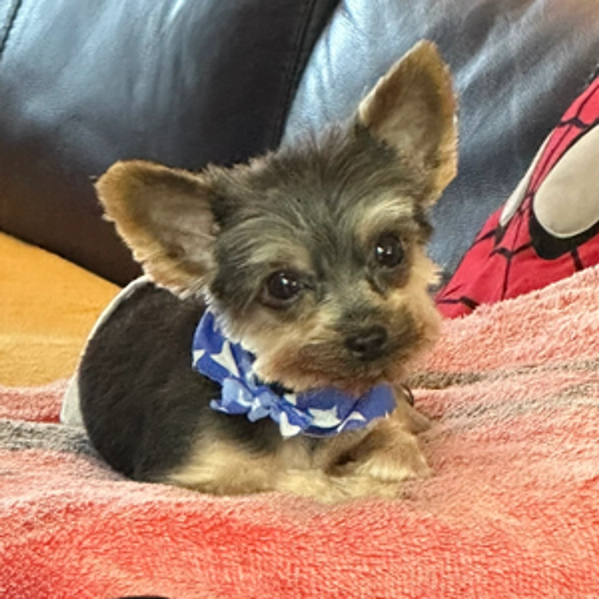 Throne | Sink | My Wishlist