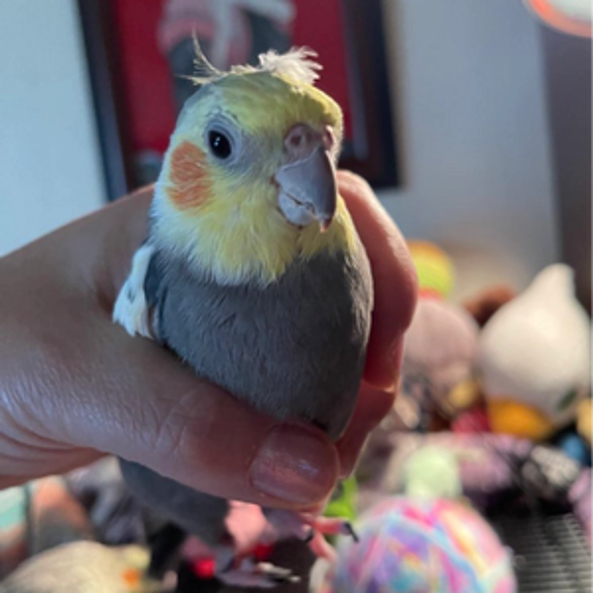 Throne | Loki_the_tiel | Wishlist