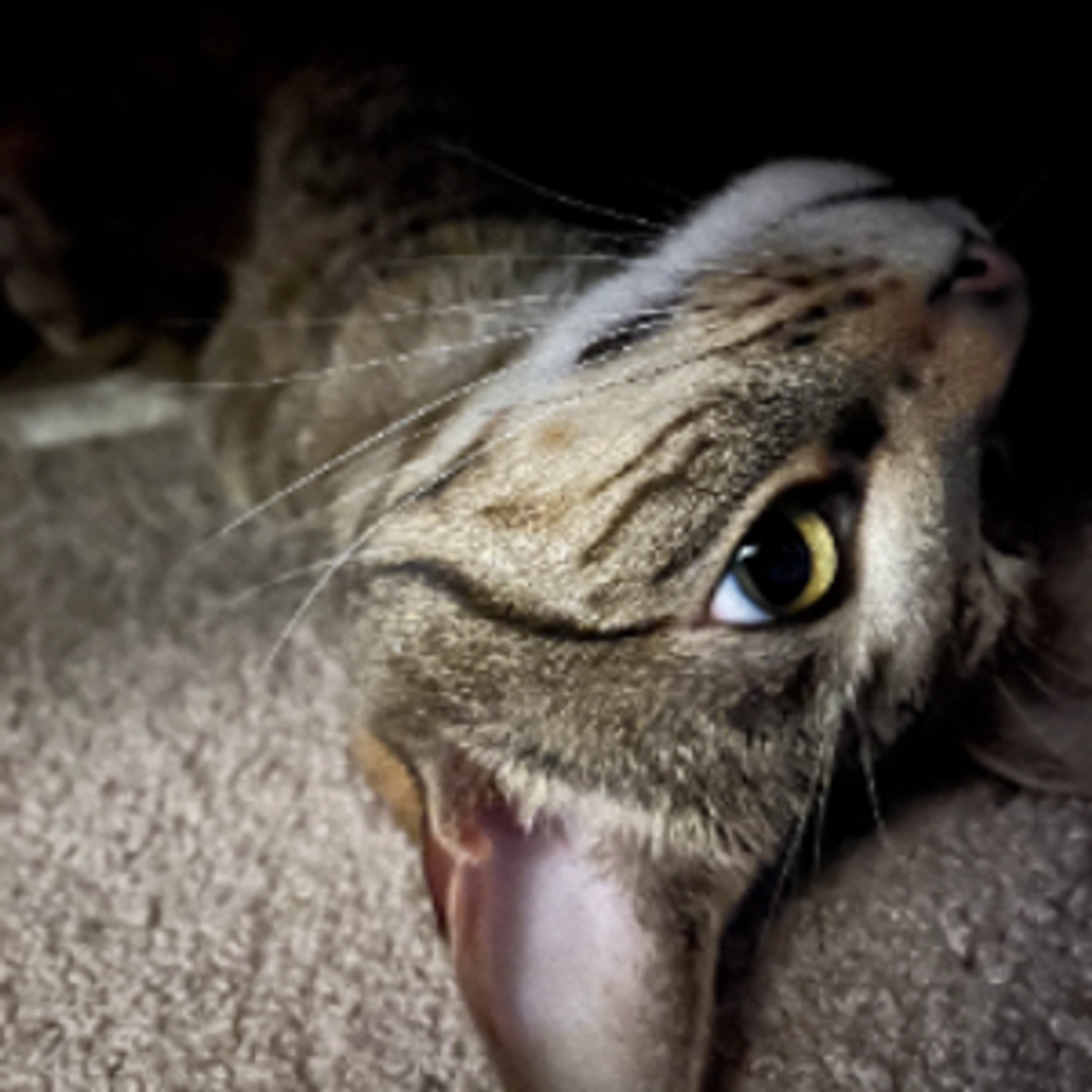 Throne | Trace | My Wishlist