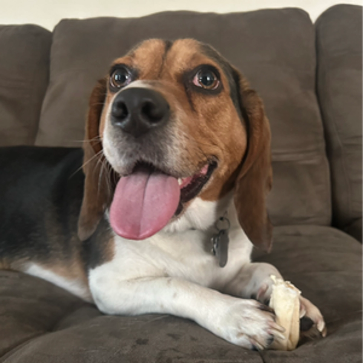 Throne | Kiwi01 | My Wishlist