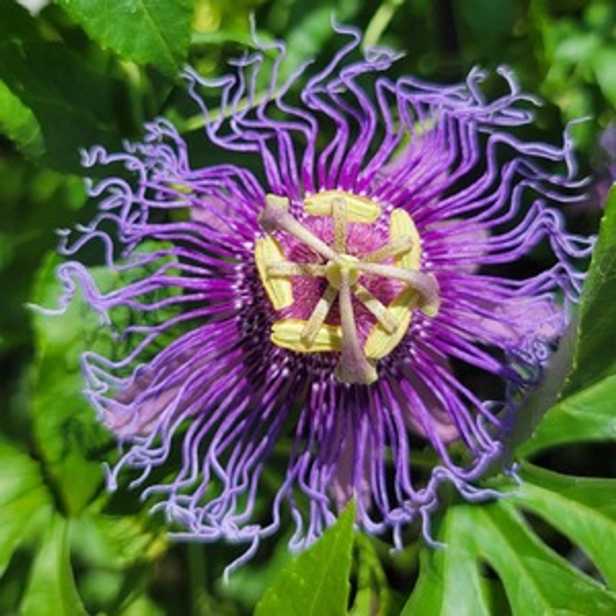 Throne | KT | My Wishlist