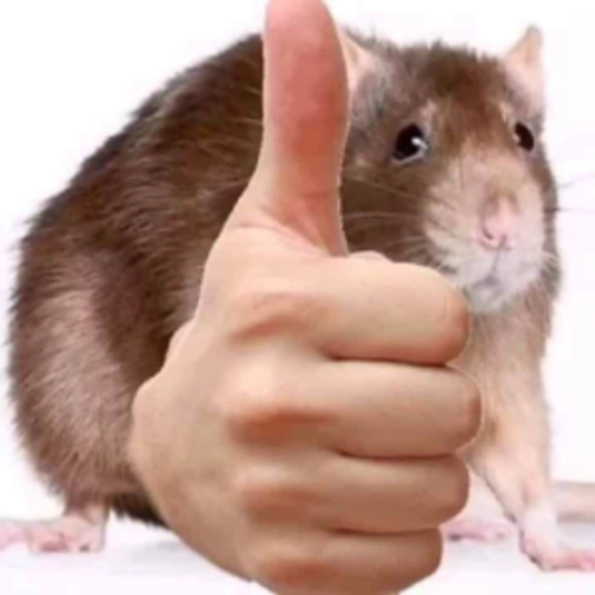 Throne | The Wishlist for Creators | Throne Gifts