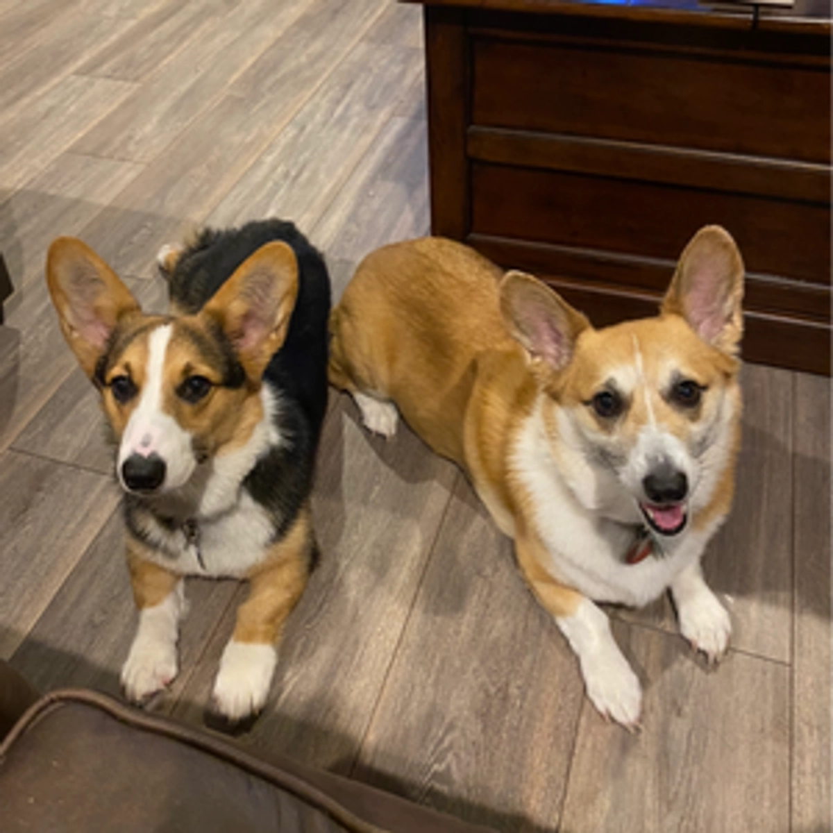 KaleighsCorgiverse - Wishlist | Throne