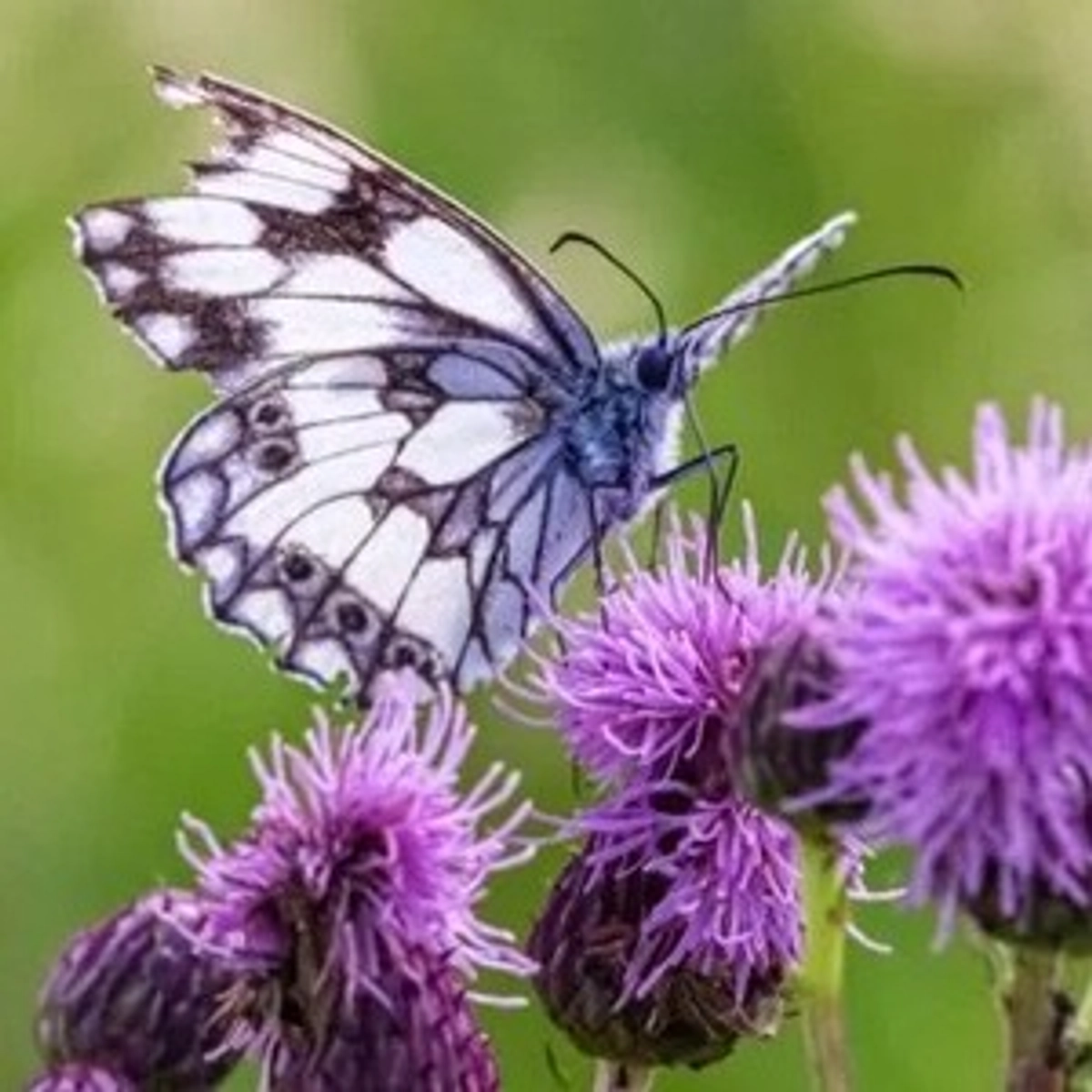 Throne | Sin.andTonic | Gifters