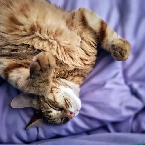 Throne | Mermaid Paints | Home Needs