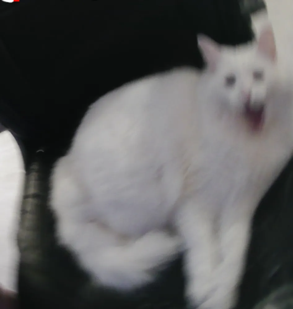 Throne | SquishShe | Cat