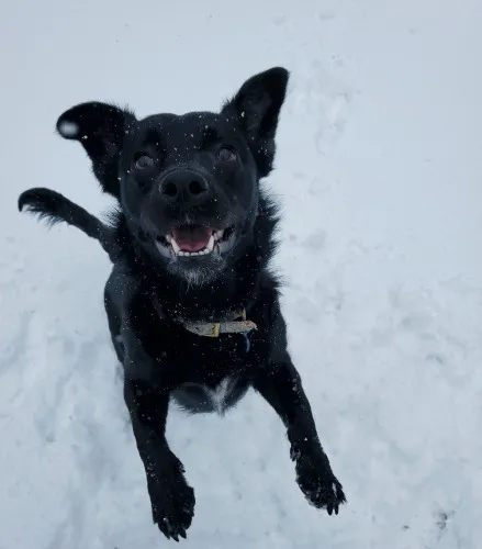 Throne | FeralEevee | Doggo