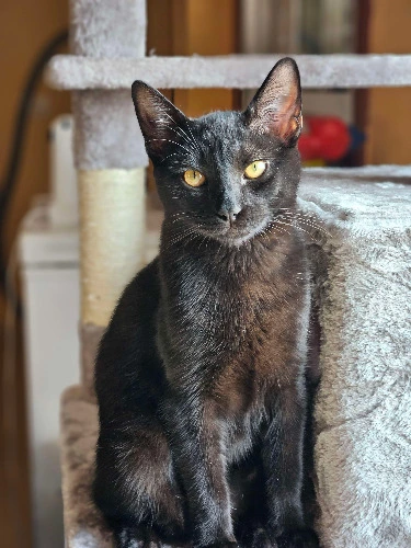 Throne | Ti8ick | Loki