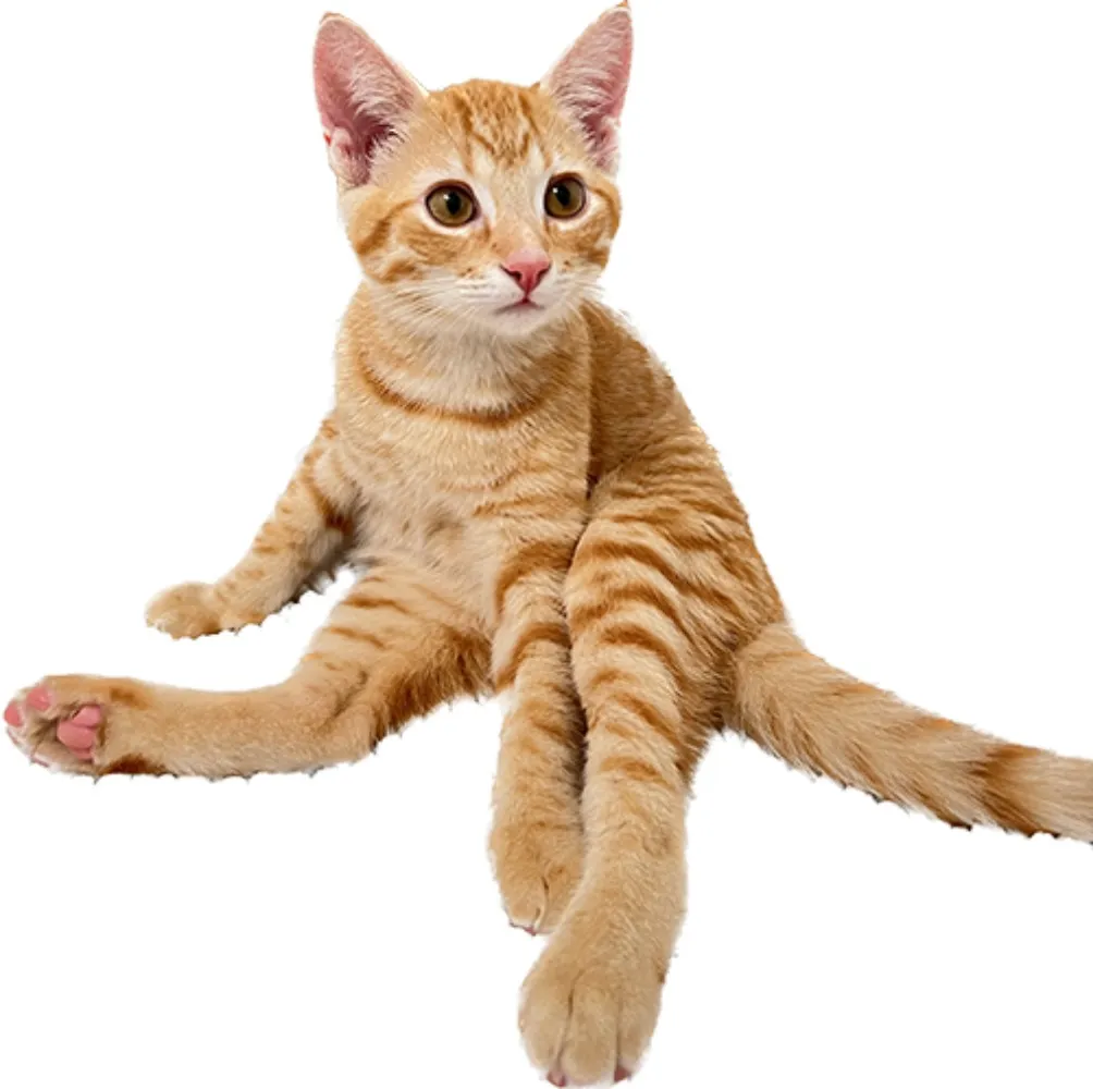 Throne | TheAdriArchives | Kittens!